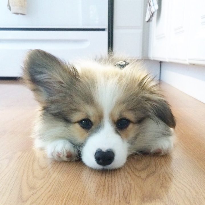 Fluffy Corgi: Everything You Need To Know Before Buying