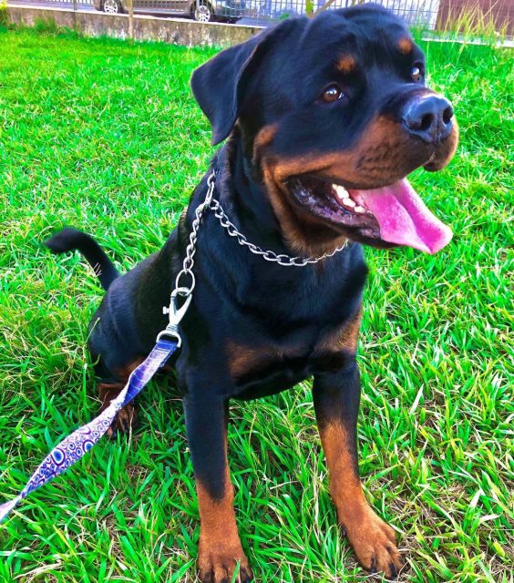 Rottweiler Tail Docking: Is It Justified Or Cruel?