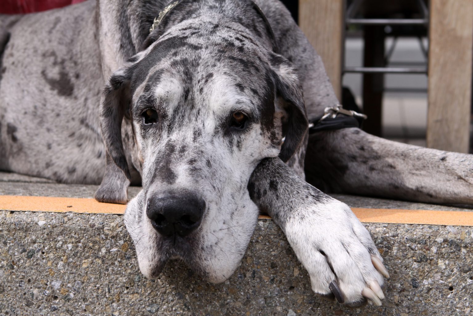 Great Dane Lifespan: Is There A Way To Extend It?