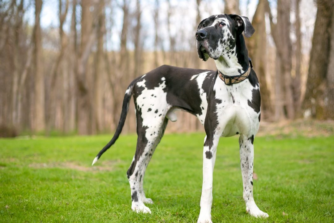 Great Dane Lifespan: Is There A Way To Extend It?
