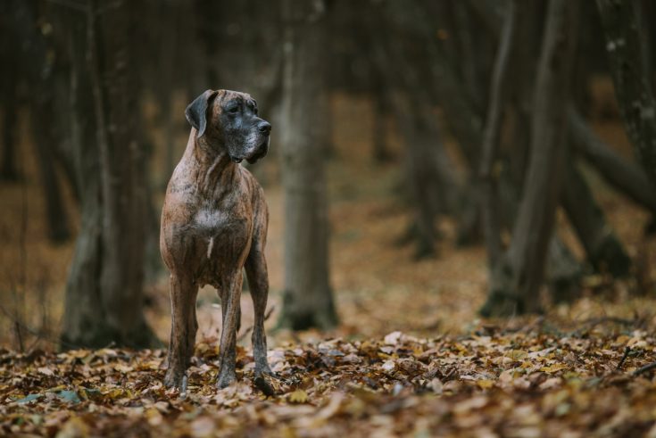 Great Dane Lifespan: Is There A Way To Extend It?