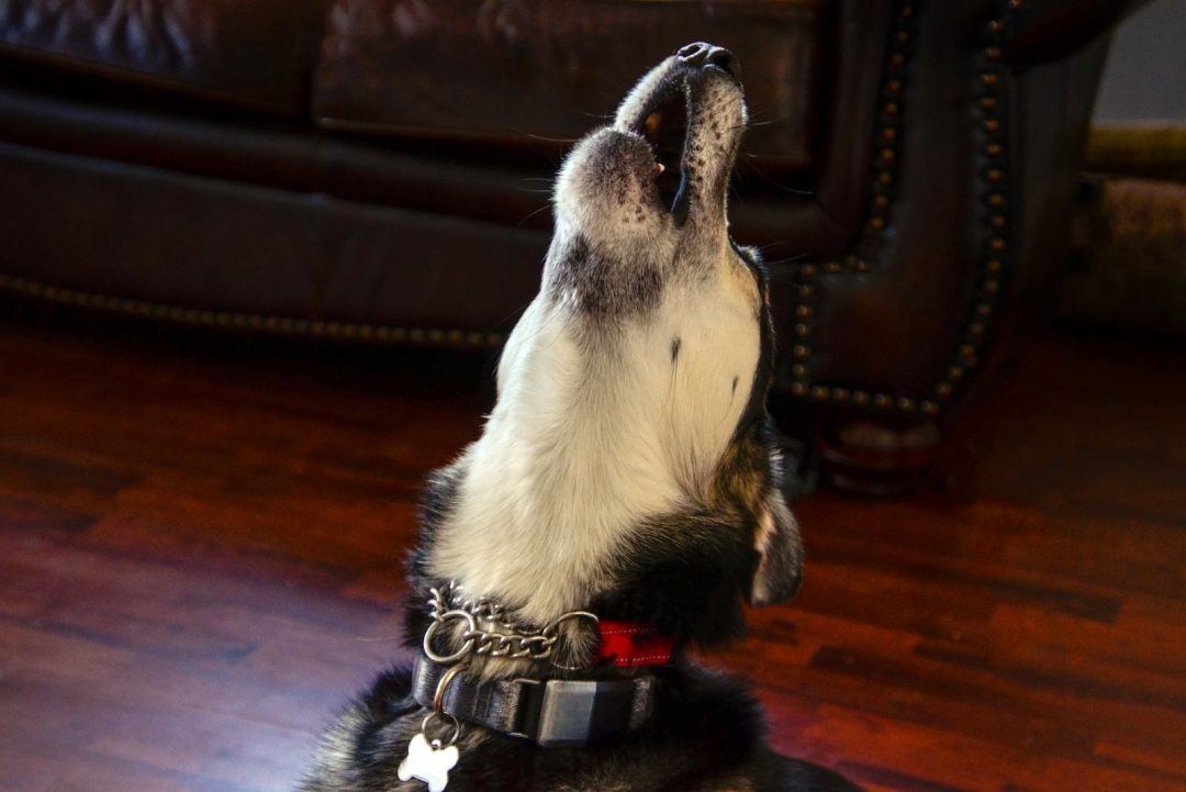 Husky Howling: Why Huskies Howl And What You Can Do About It