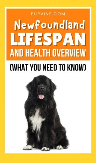 Newfoundland Lifespan And Common Health Issues Explained