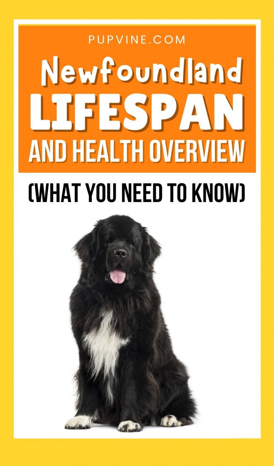 Newfoundland Lifespan And Common Health Issues Explained