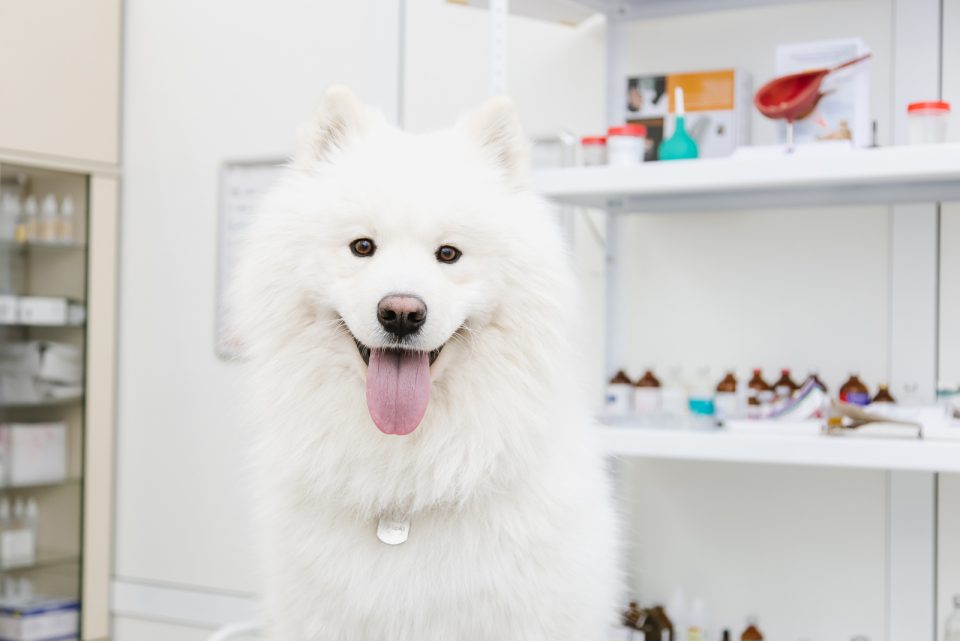 Male Vs Female Samoyed: What's The Difference?