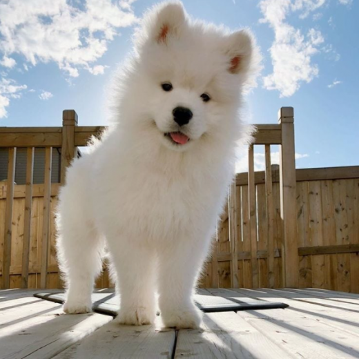 Are Samoyeds Aggressive? Unpacking The Samoyed Character