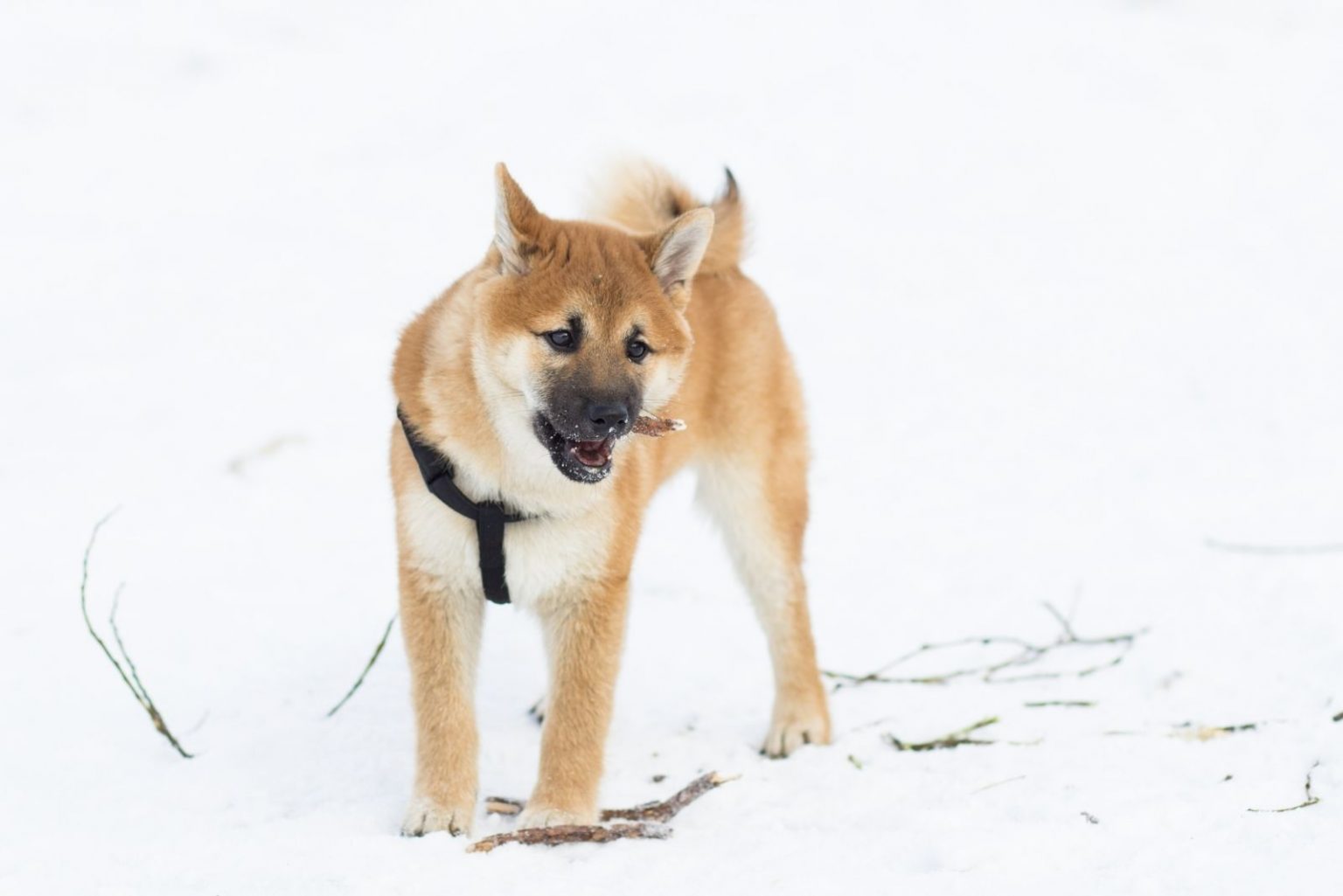 Are Shiba Inus Aggressive? Dealing With Dog Aggression