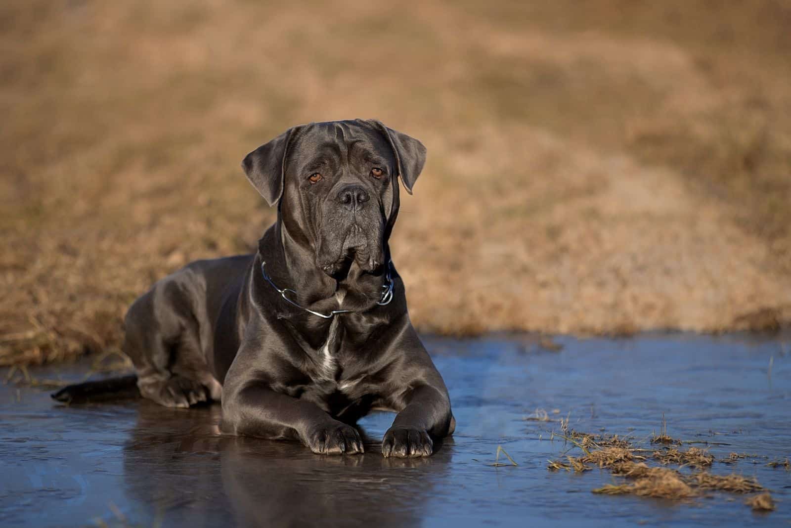 De Levensduur Van De Cane Corso Hoe Lang Zal Uw Hond In De Buurt Zijn
