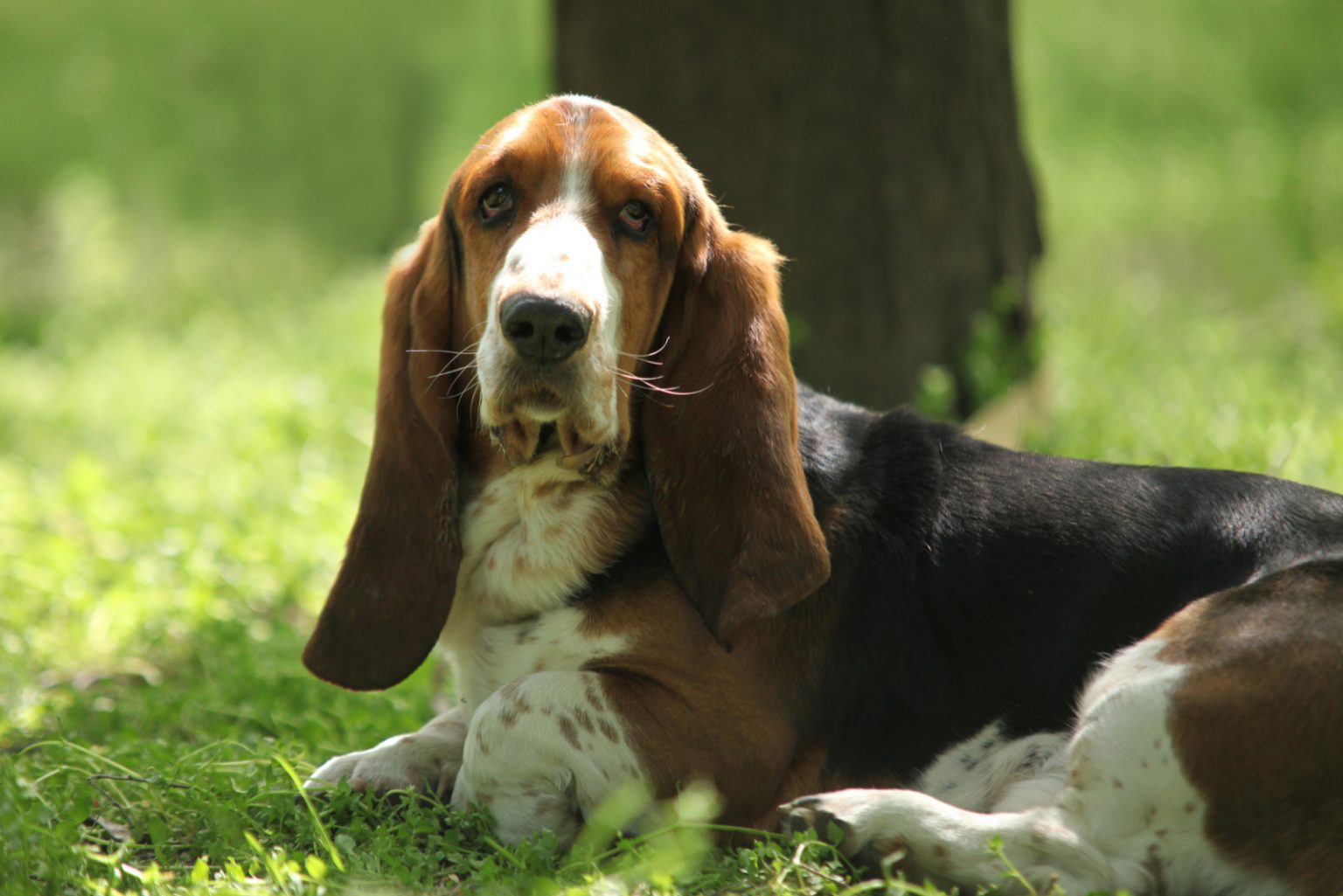 Male Vs. Female Basset Hound: How Different Are They?
