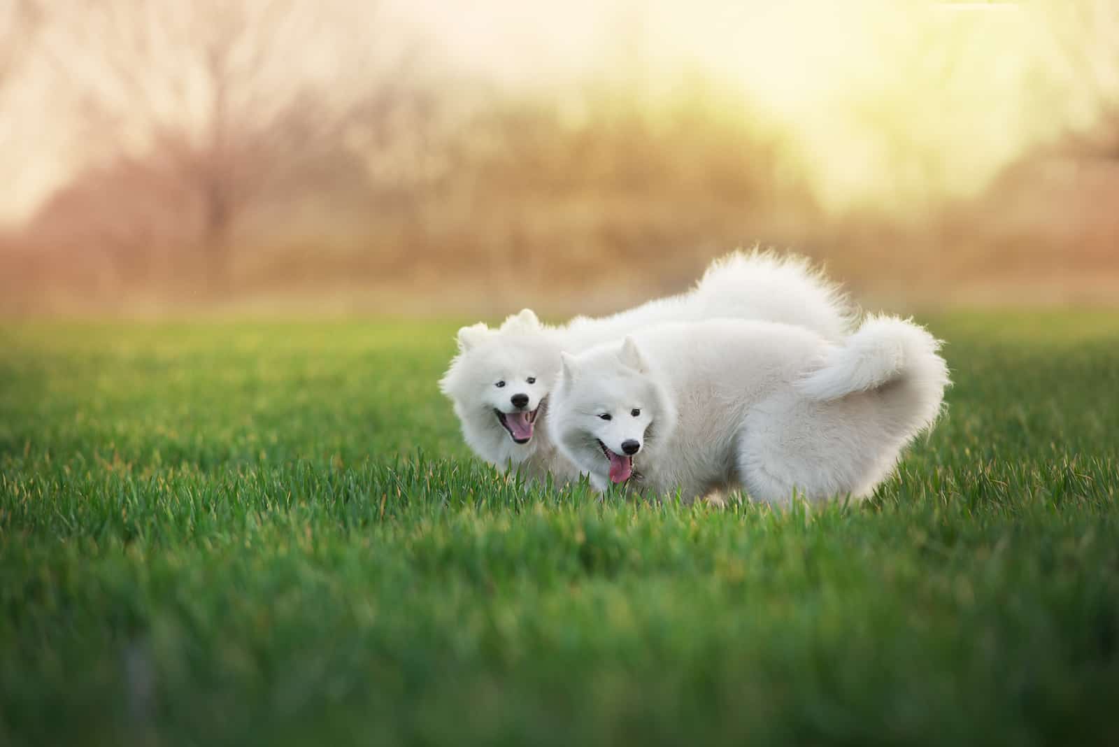 Male Vs Female Samoyed: What's The Difference?