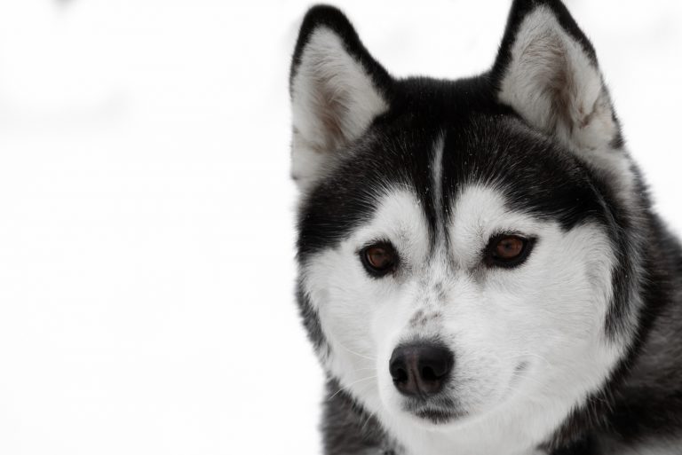 Husky Eye Colors With Pictures: Can Their Eyes Change Color?
