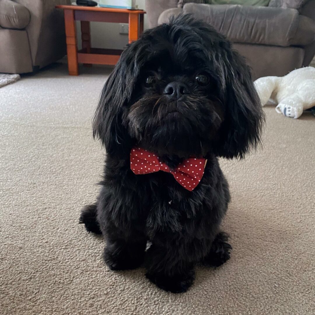Black Shih Tzu - The Ultimate Guide To This Shih Tzu Color