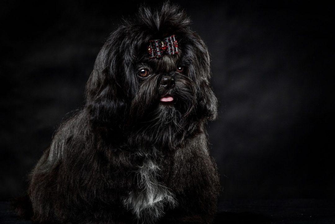 Black Shih Tzu - The Ultimate Guide To This Shih Tzu Color