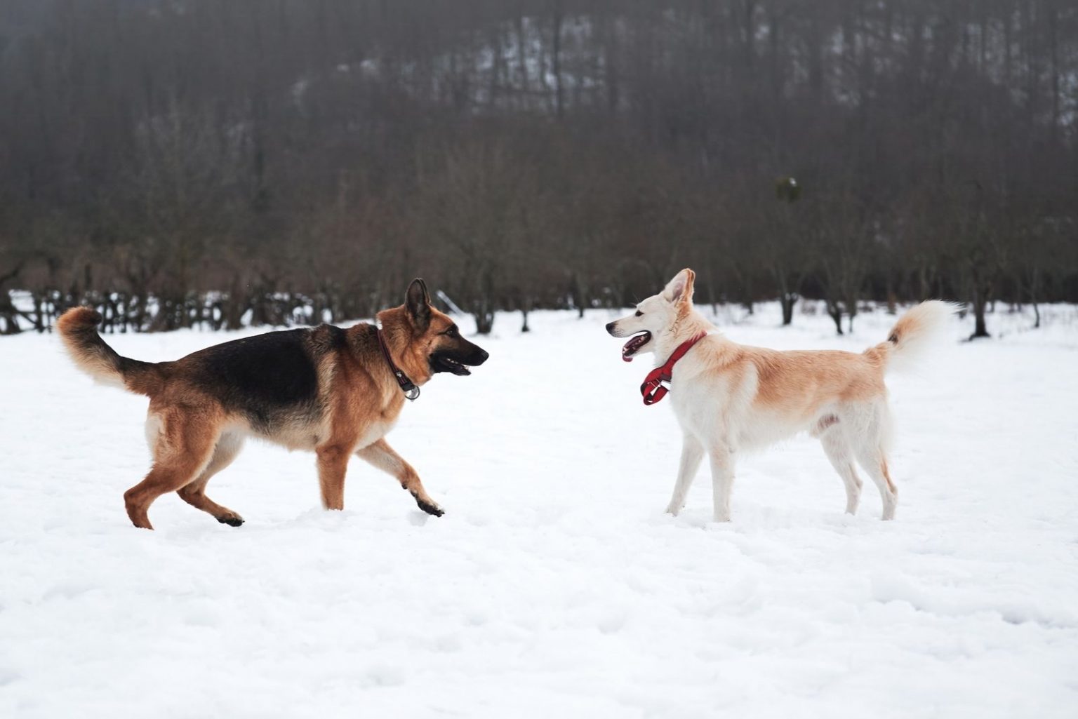 German Shepherd Howling – 9 Causes And How To Prevent It