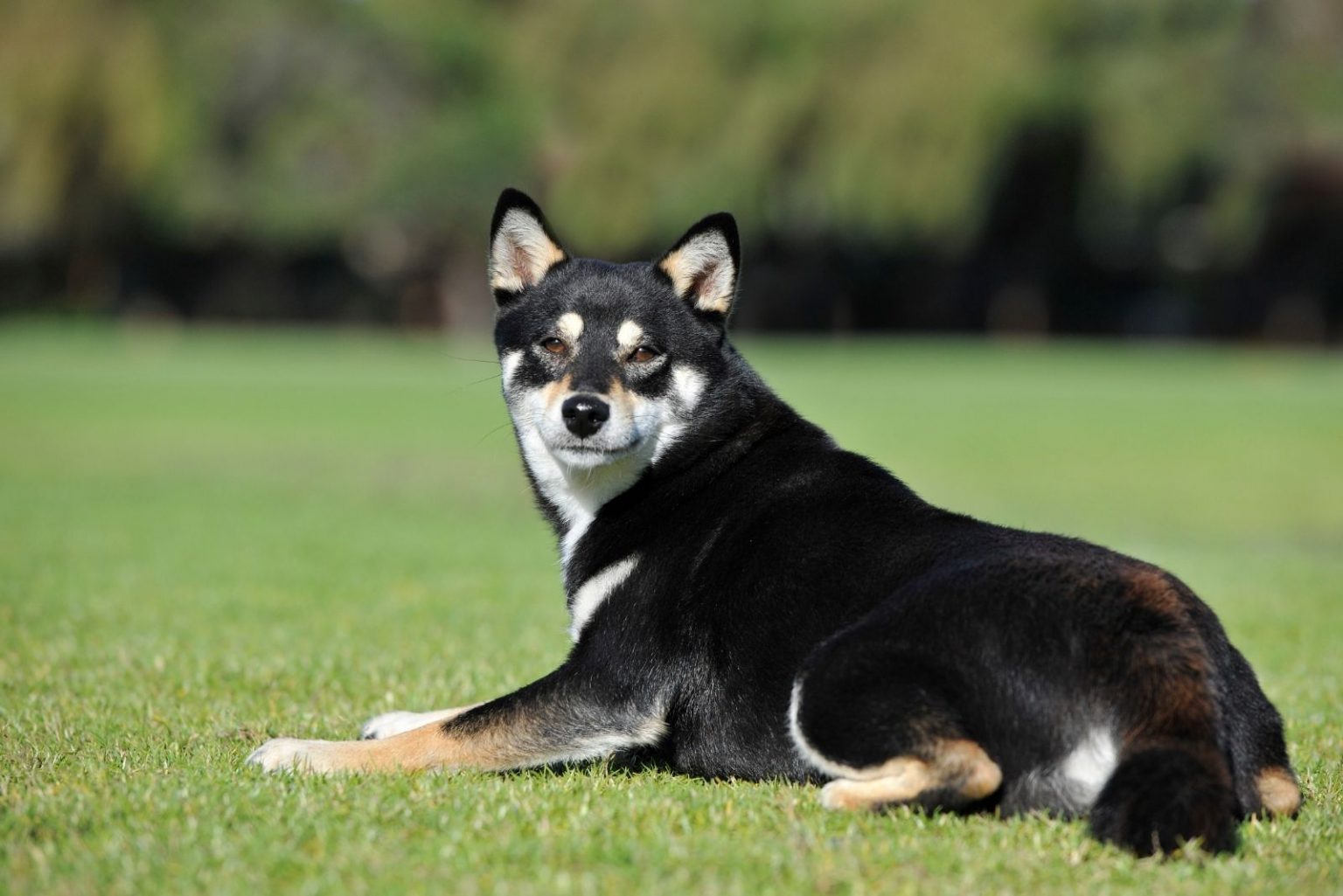 Are Shiba Inus Aggressive? Dealing With Dog Aggression
