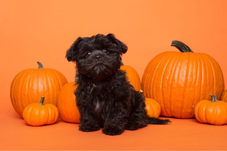 Black Shih Tzu: Is This The Most Adorable Color In This Breed?