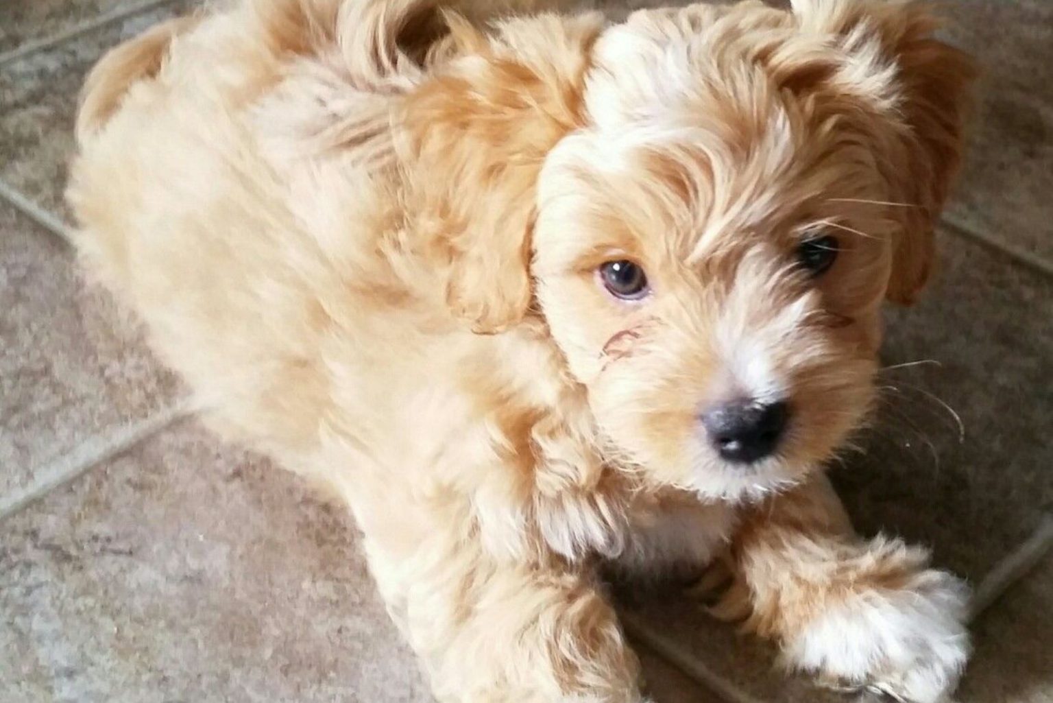 What's A Morkie Poo? Everything About This Designer Breed