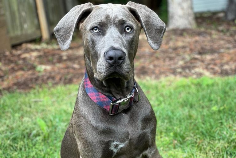 Cane Corso Husky Mix And Other Common Cane Corso Mixes