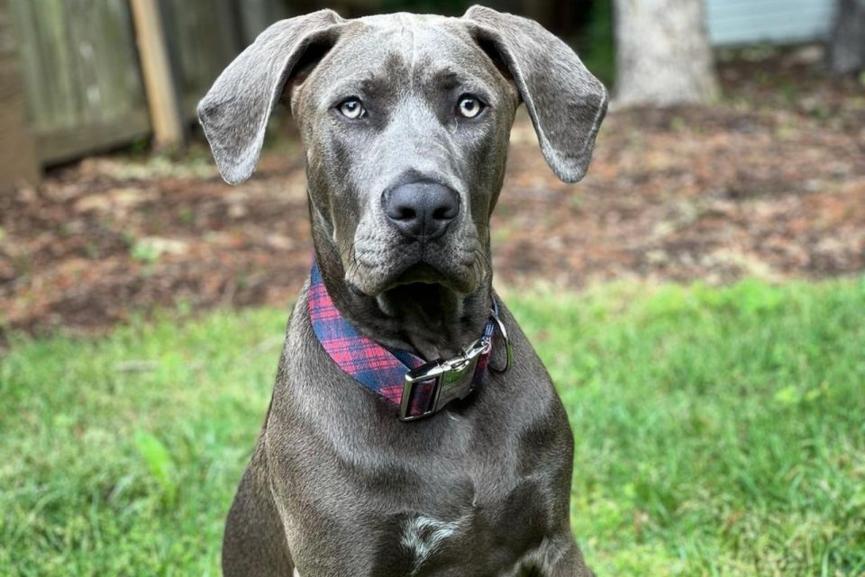 Cane Corso Husky Mix And Other Common Cane Corso Mixes