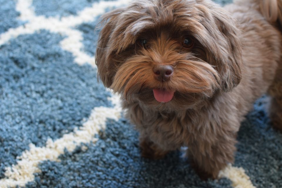 Are Havanese Hypoallergenic? Havanese Shedding And Grooming