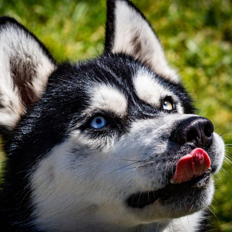 Husky Eye Colors Guide With Pictures – Can Husky Eyes Change Color?
