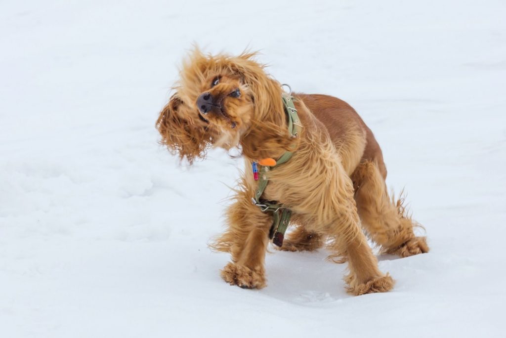 Are Cocker Spaniels Aggressive? Tips For Obedience Training
