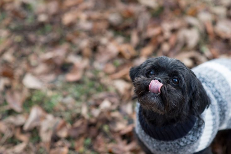Black Shih Tzu: Is This The Most Adorable Color In This Breed?