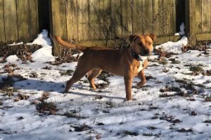 Black Mouth Cur Lab Mix: A Complete Guide To A Designer Dog