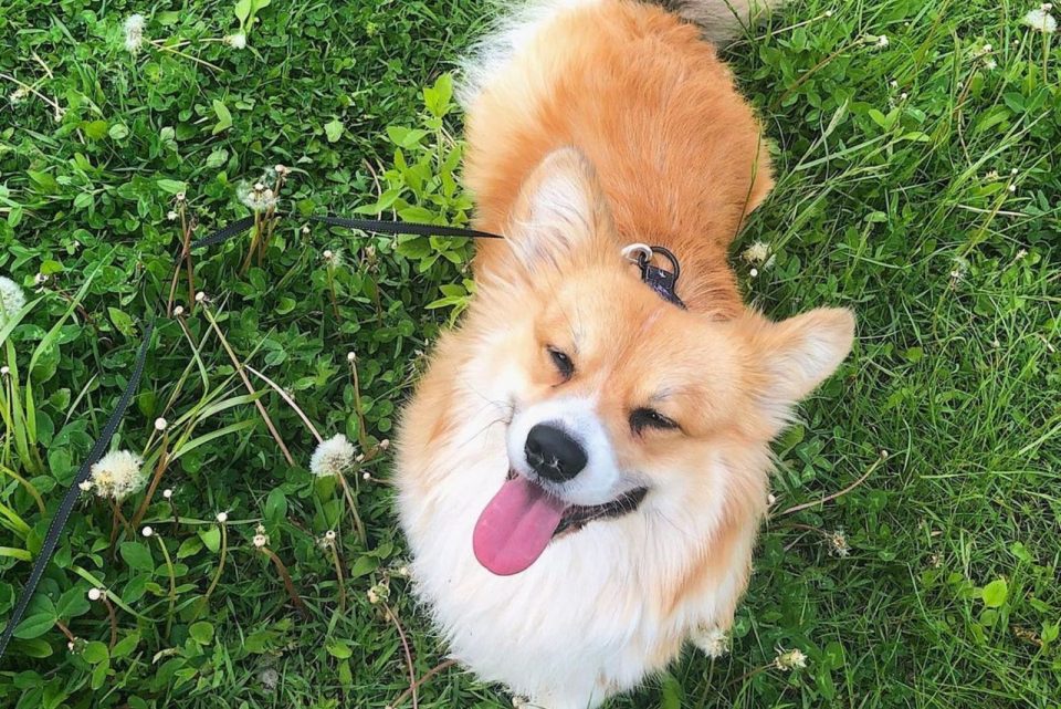 Fluffy Corgi: Everything You Need To Know Before Buying