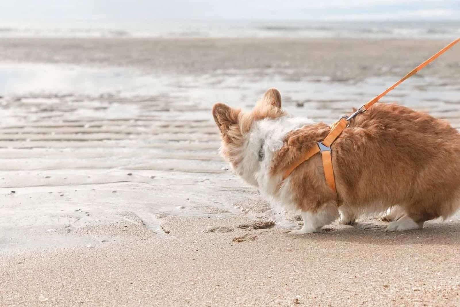 Fluffy Corgi: All We Know About The Long-Haired Corgi