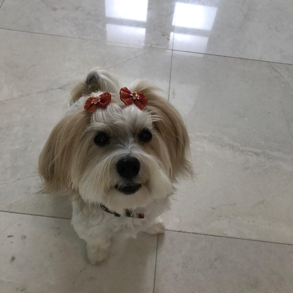Male Vs. Female Havanese: Which One Is The Best Pet For You?