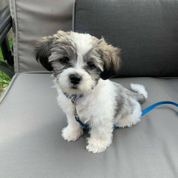 What's A Morkie Poo? Everything About This Hip Designer Breed