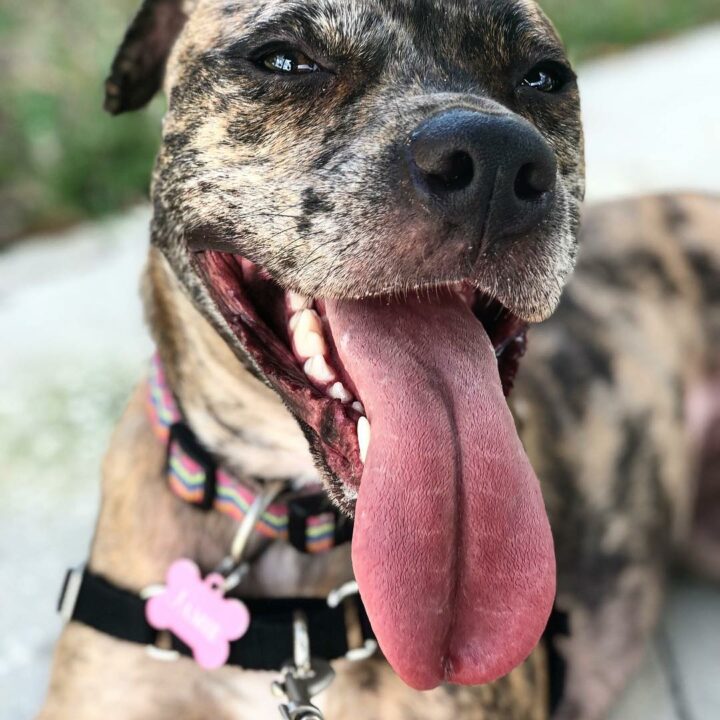 Merle Pitbull - All About This Beautiful Pittie Color