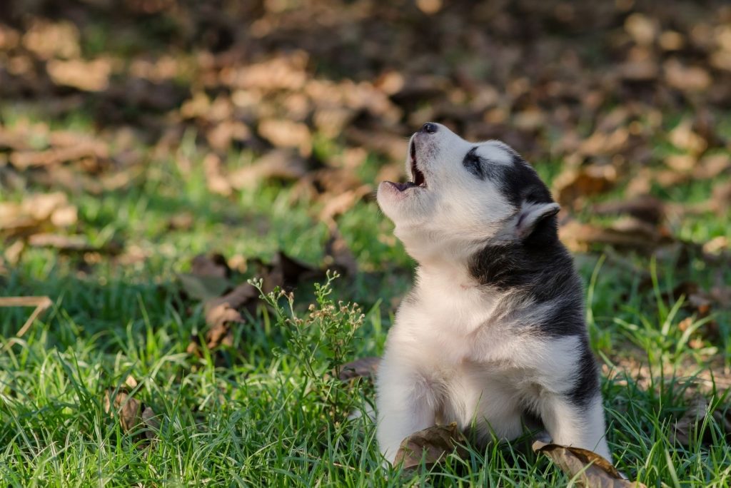 Husky Howling: Why Huskies Howl And What You Can Do About It