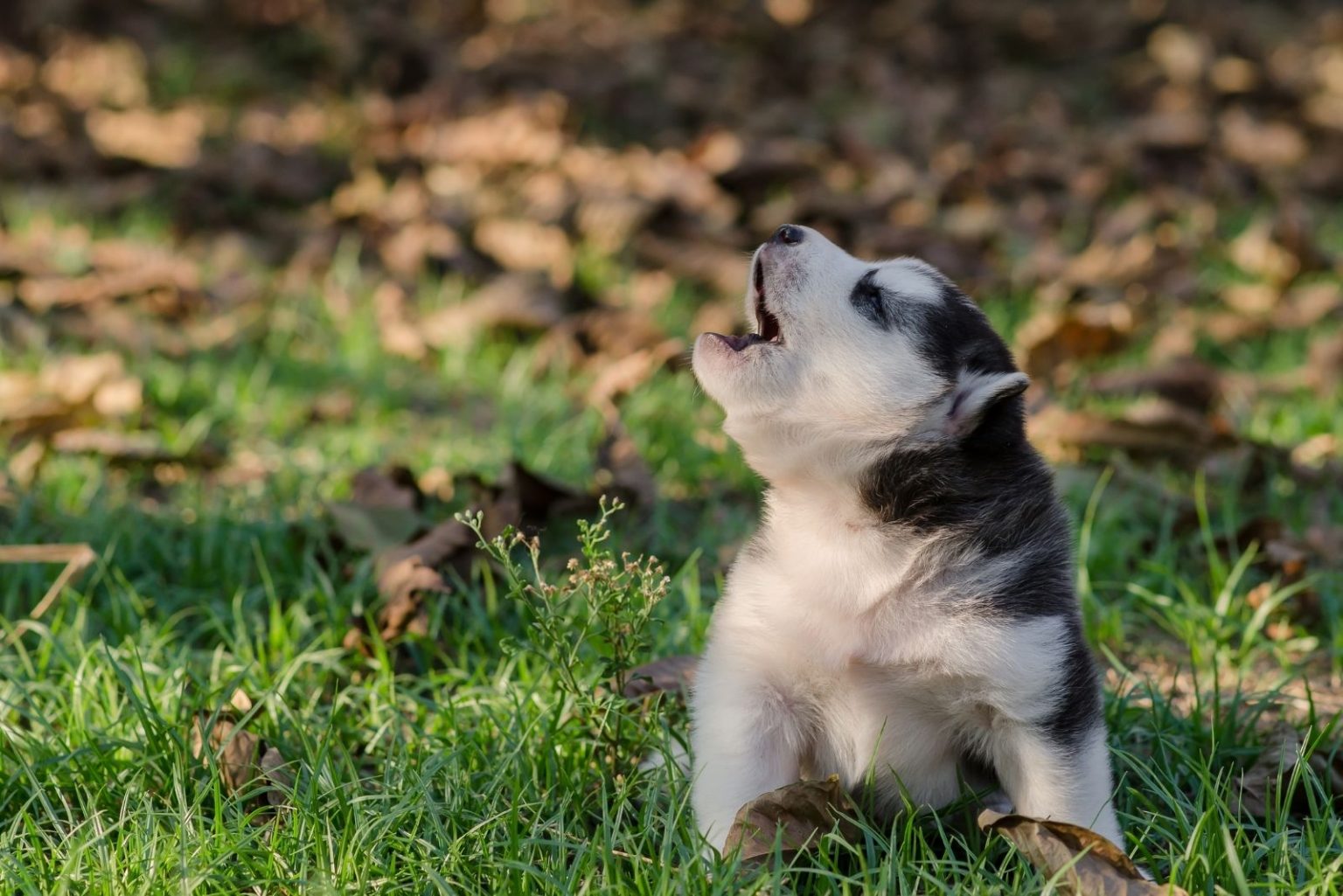 Husky Howling: Why Huskies Howl And What You Can Do About It