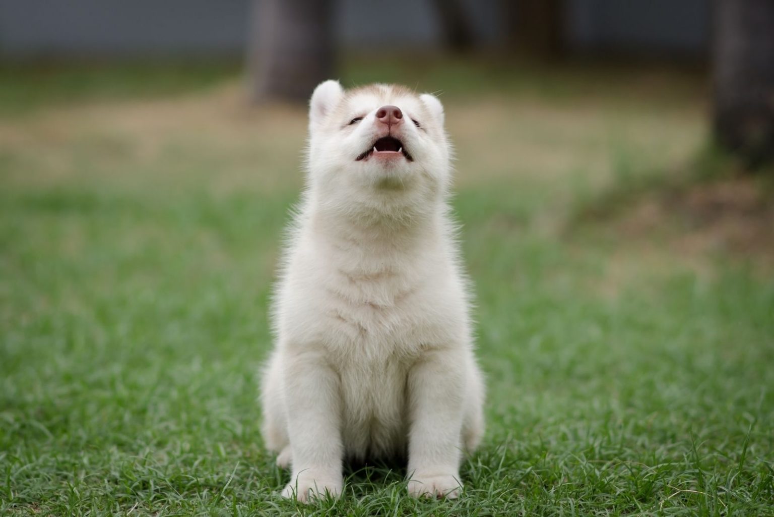 Husky Howling: Why Huskies Howl And What You Can Do About It
