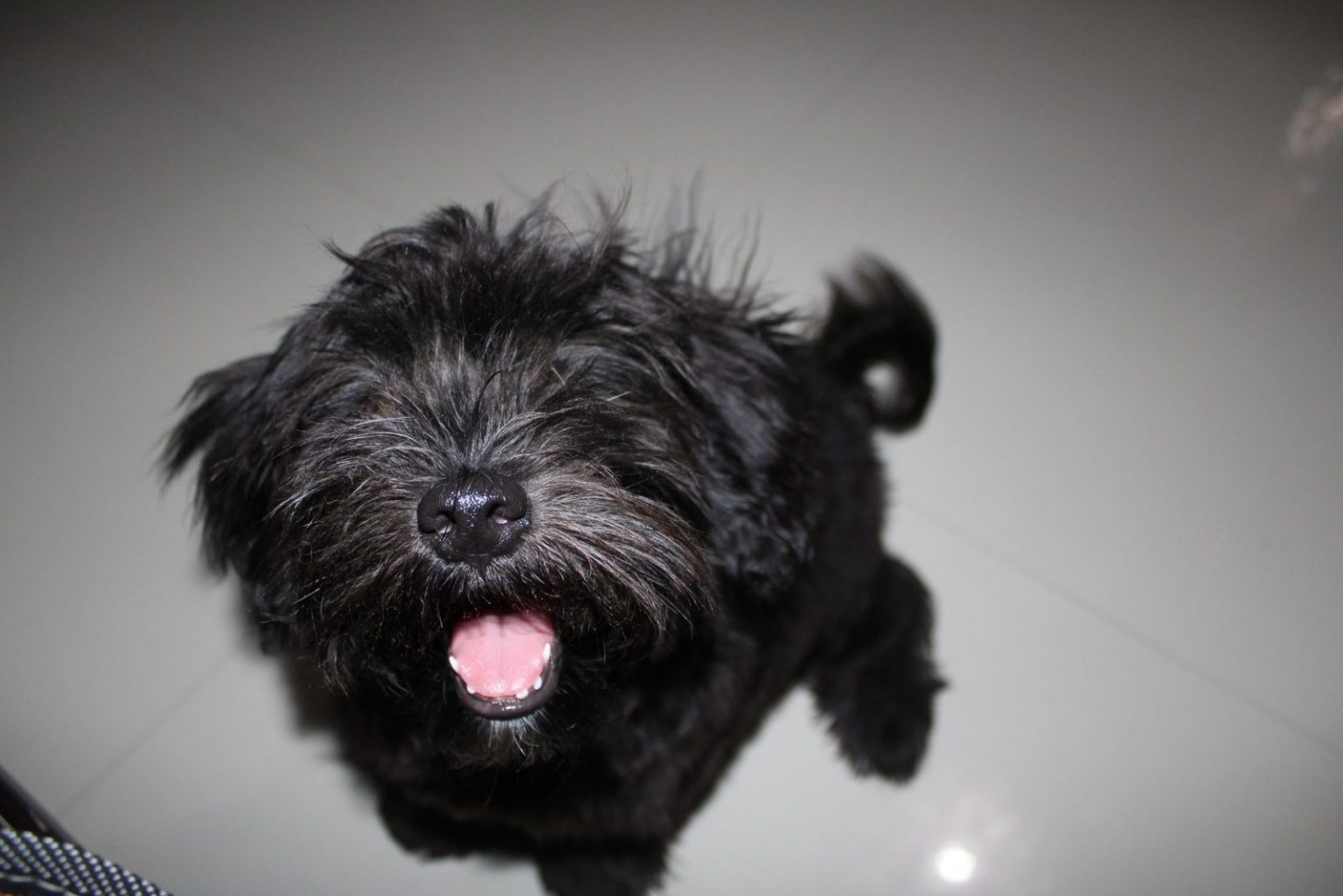 Black Shih Tzu: Is This The Most Adorable Color In This Breed?