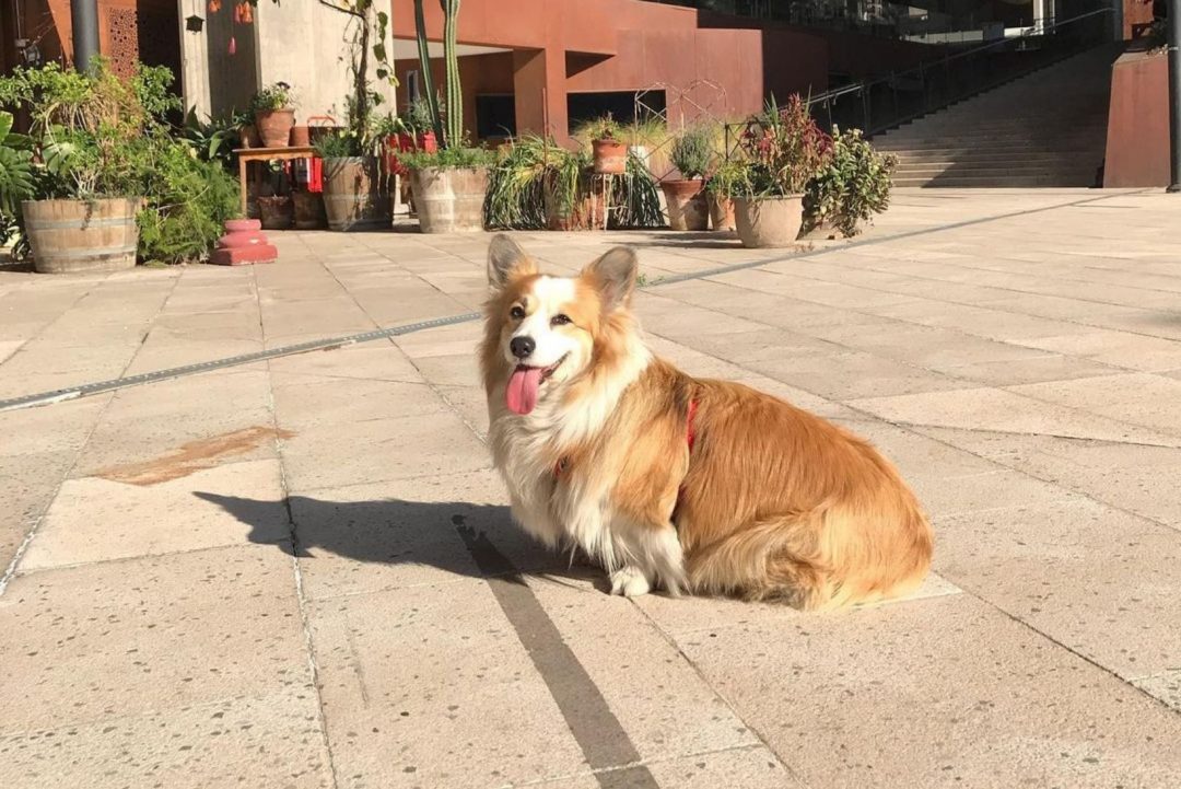 Fluffy Corgi: Everything You Need To Know Before Buying