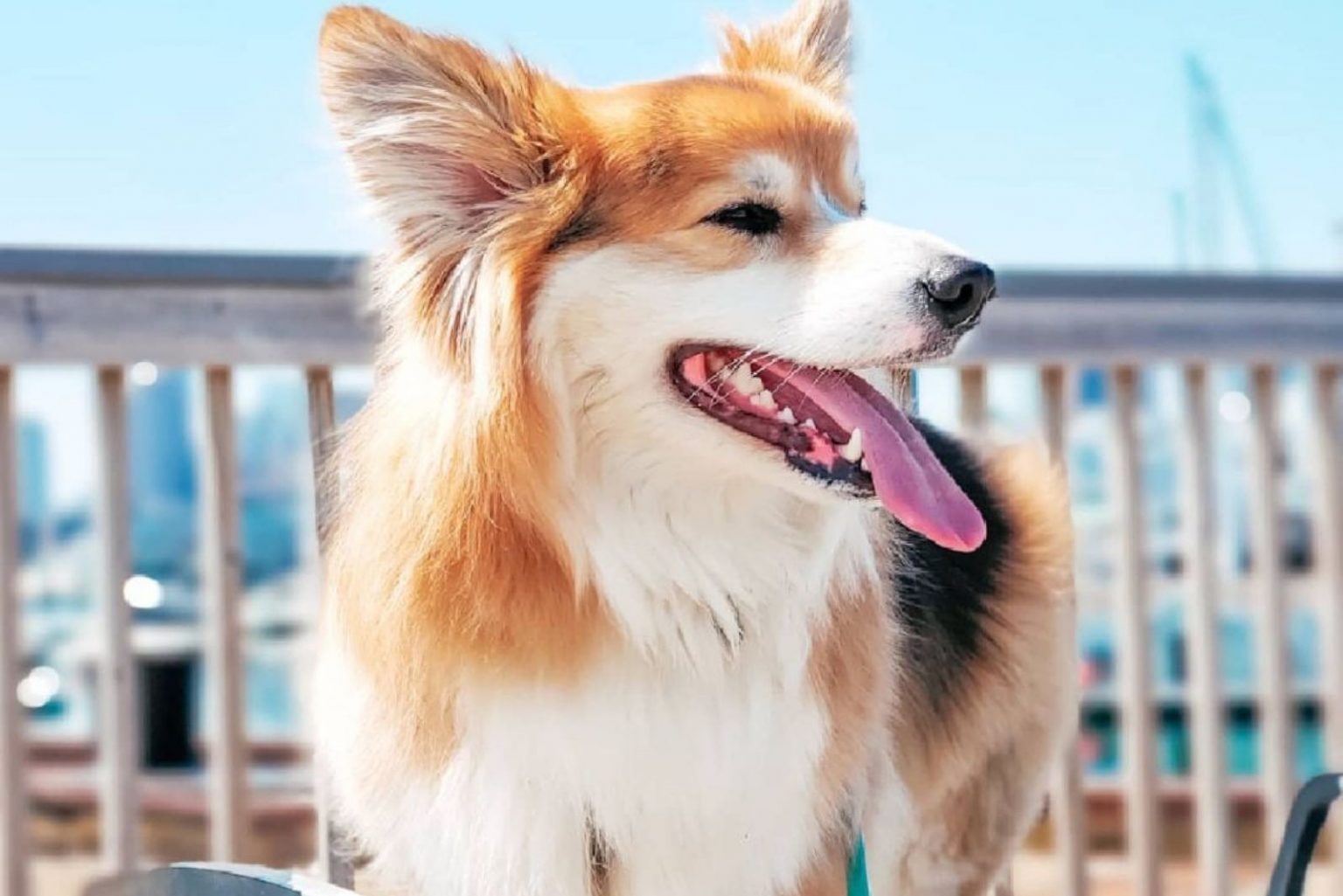 Fluffy Corgi: All We Know About The Long-Haired Corgi