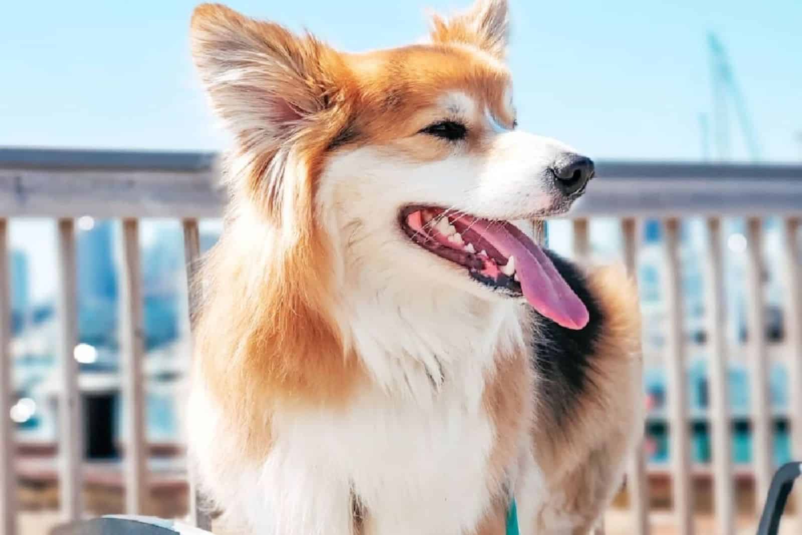 Fluffy Corgi: All We Know About The Long-Haired Corgi