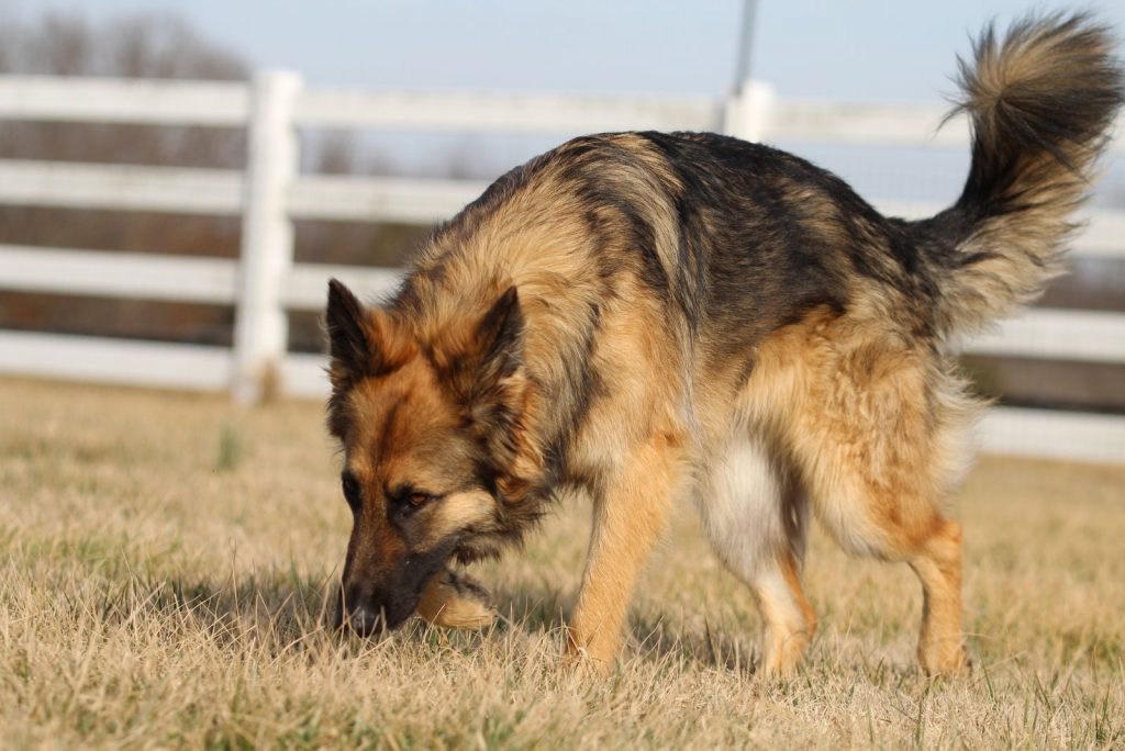 German Shepherd Howling – 9 Causes And How To Prevent It