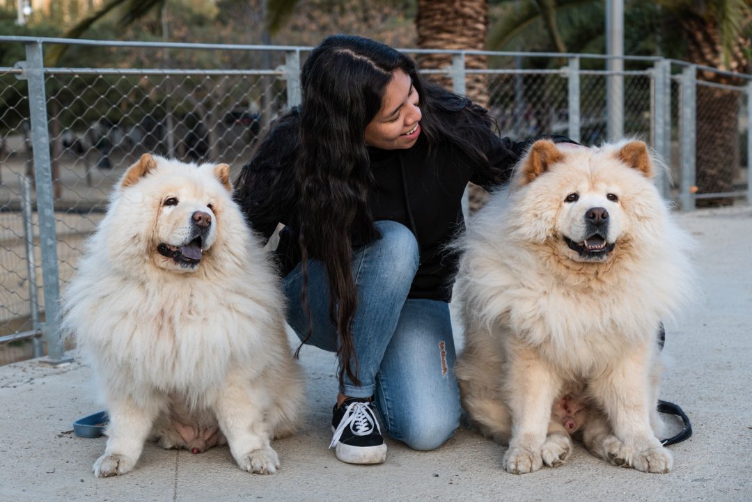 Male Vs Female Chow Chow: Who Will Win This Battle?