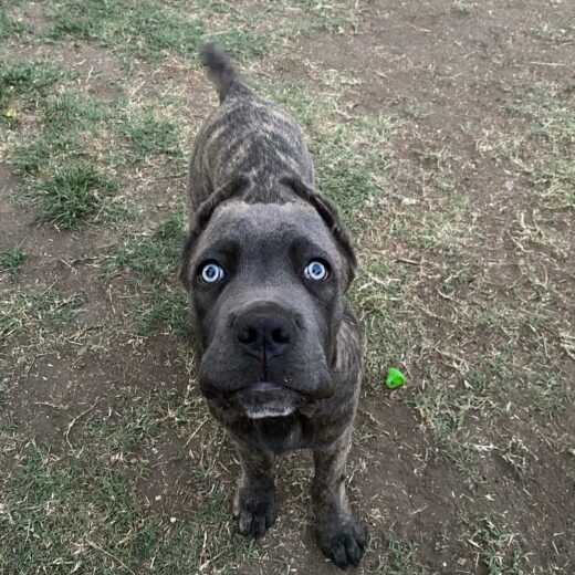 12 Cane Corso Colors: An Array Of Stunning Shades
