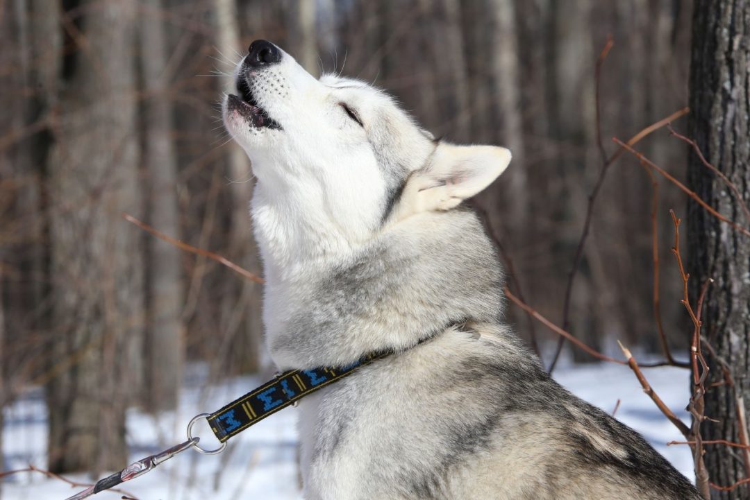 Husky Howling: Why Huskies Howl And What You Can Do About It