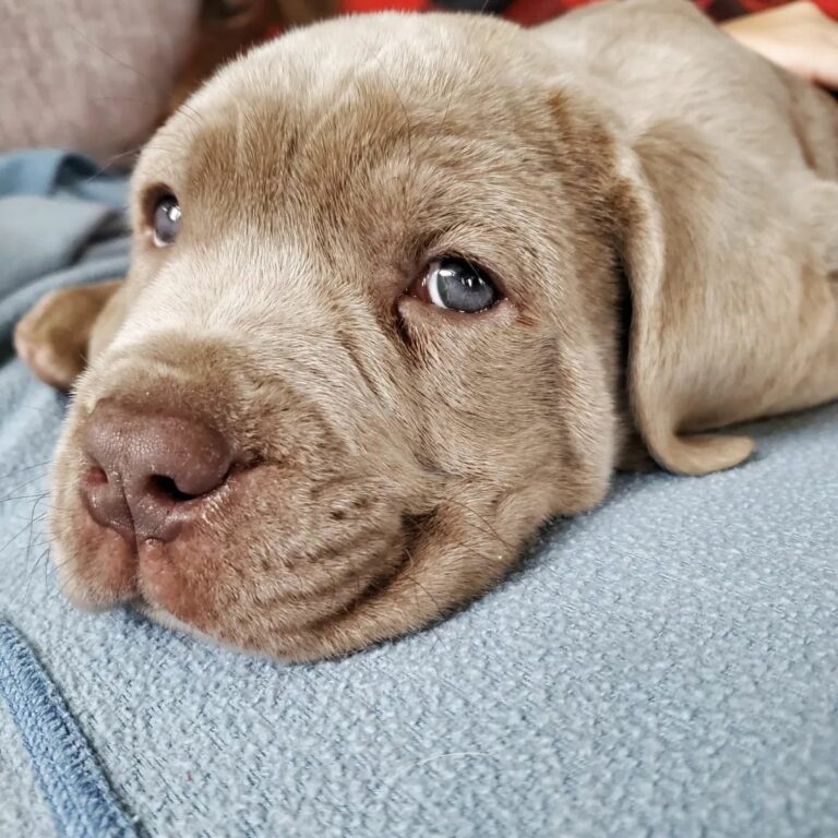 12 Cane Corso Colors: An Array Of Stunning Shades