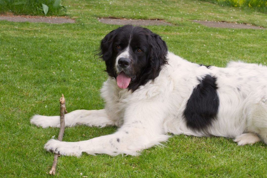 Newfoundland Lifespan And Common Health Issues Explained