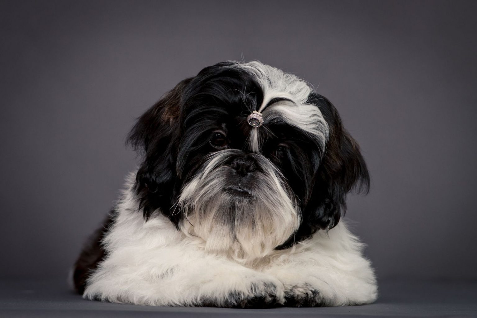 Black Shih Tzu: Is This The Most Adorable Color In This Breed?