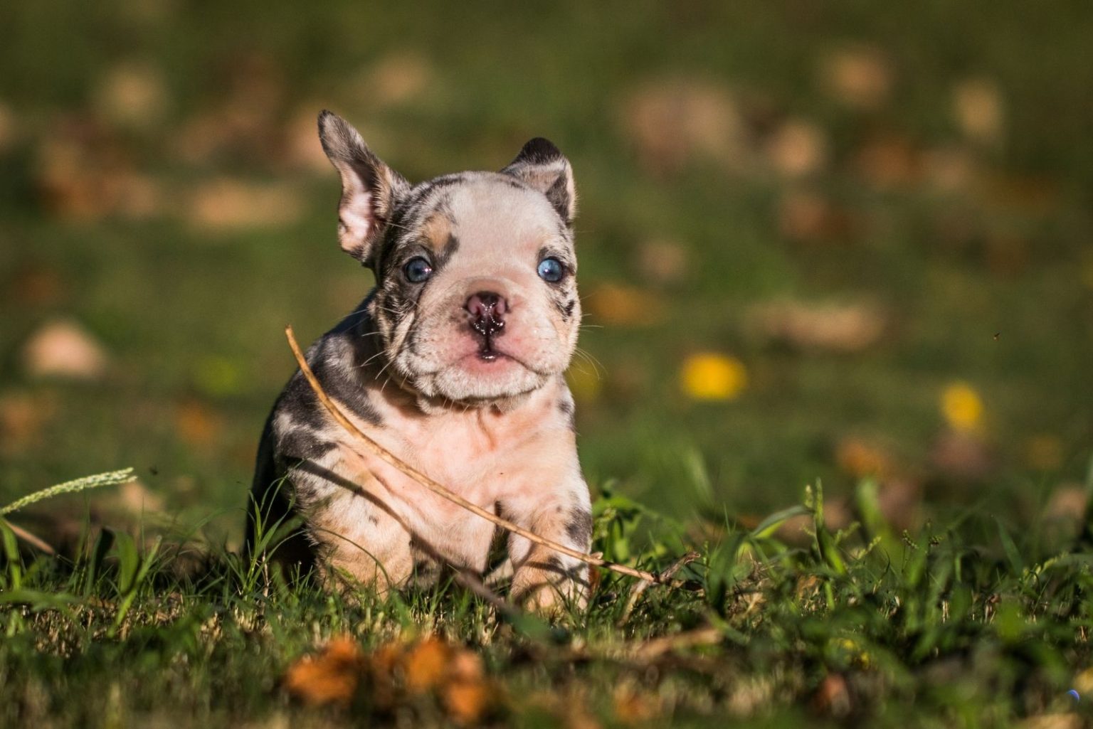 Merle English Bulldog: Paying A High Price For Good Looks
