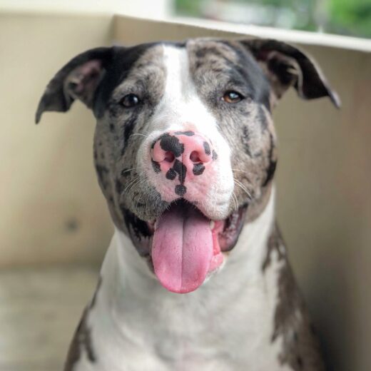 Merle Pitbull - All About This Beautiful Pittie Color