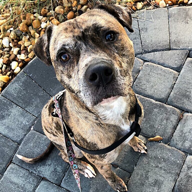 Merle Pitbull - All About This Beautiful Pittie Color